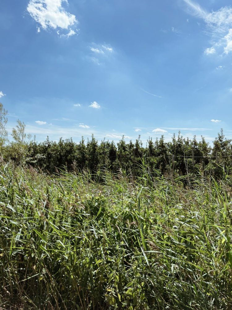 Das Alte Land →→ Ausflug & Urlaub Tipps für Familie